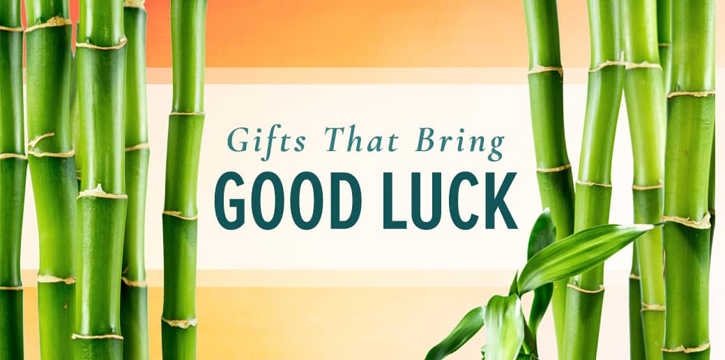 Bring Luck, Love & Prosperity Into Your Home with These Plants ...