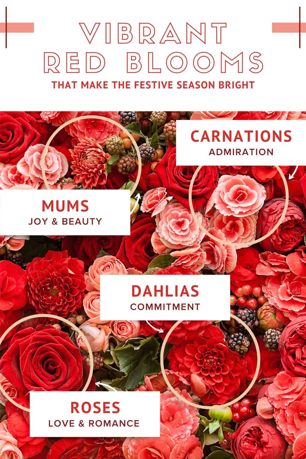 Energize Your Home for the Holidays With These Bright Red Flowers ...